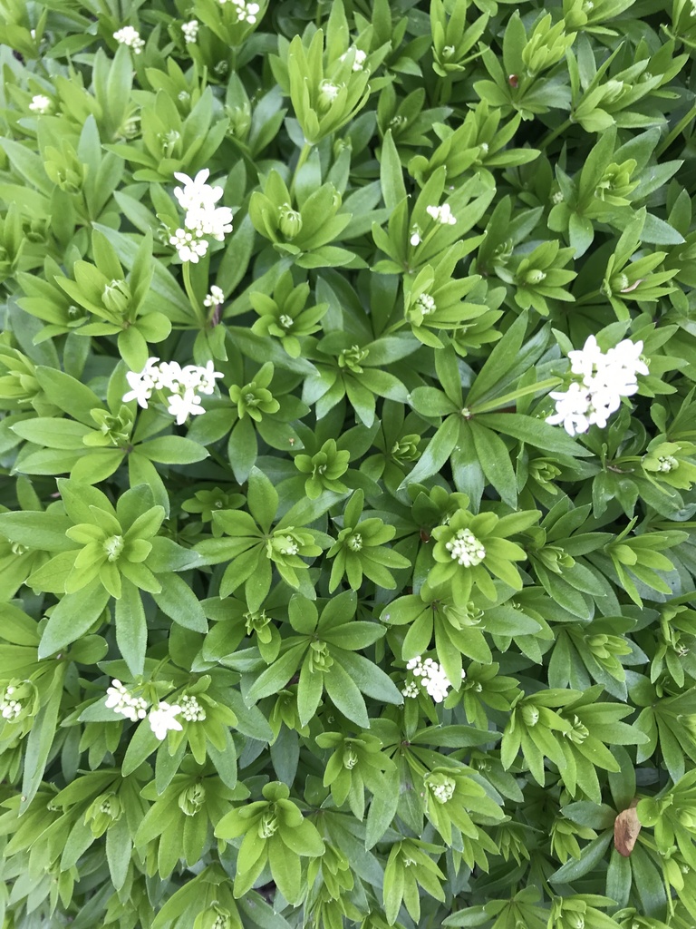 Sweet Woodruff from West Fairmount Park, Philadelphia, PA, US on April ...