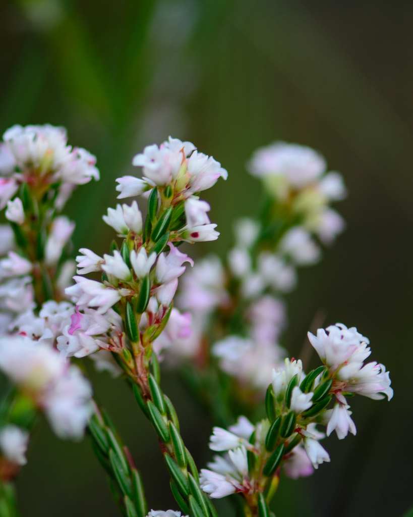 Coppice Heath from Swellendam Hiking Trail on March 24, 2020 at 05:40 ...