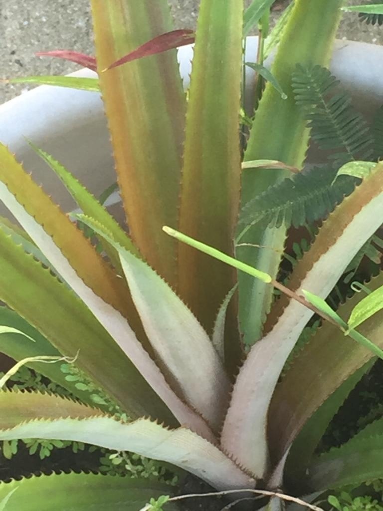 pineapple from Puerto Rico, Bayamón, PR, US on April 11, 2020 at 07:46 ...