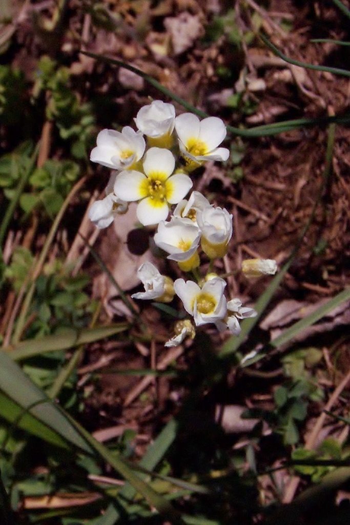 Spring Creek Bladderpod from Wilson County, TN, USA on April 3, 2004 at ...