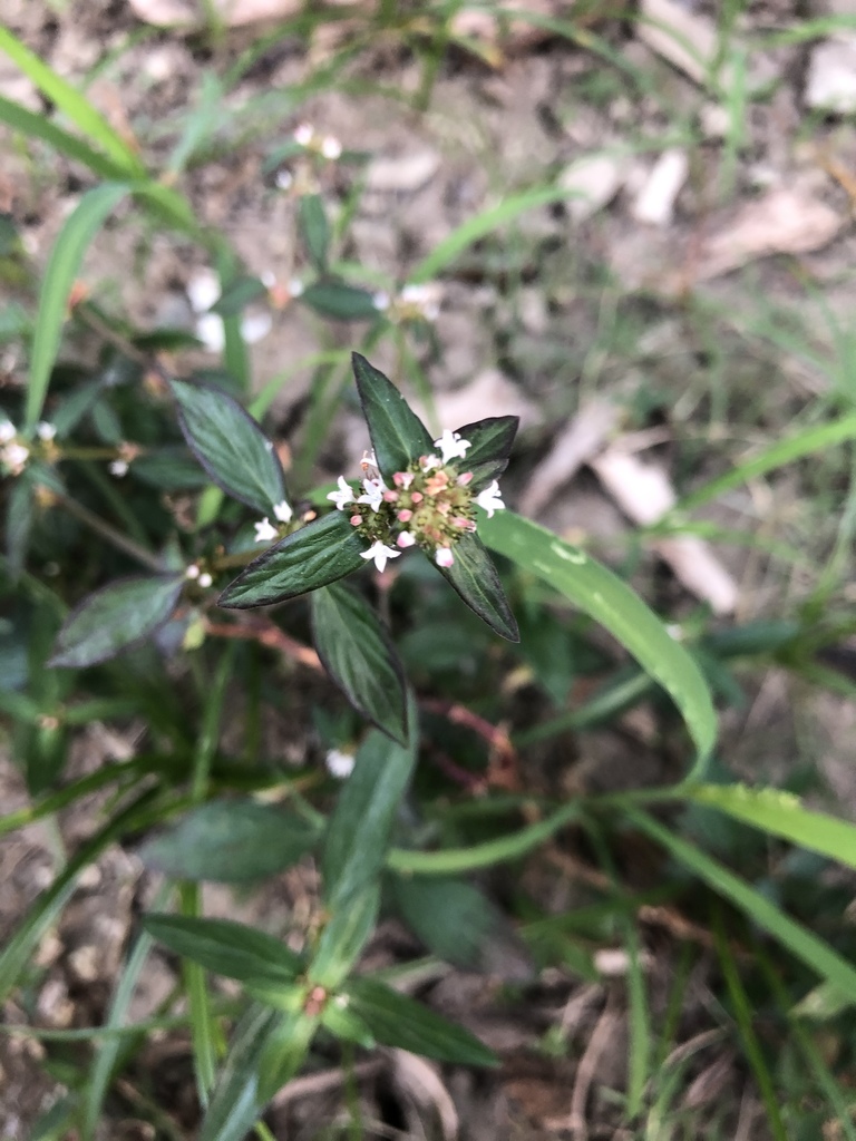 Woodland false buttonweed from Puerto Rico, Humacao, PR, US on April 10 ...