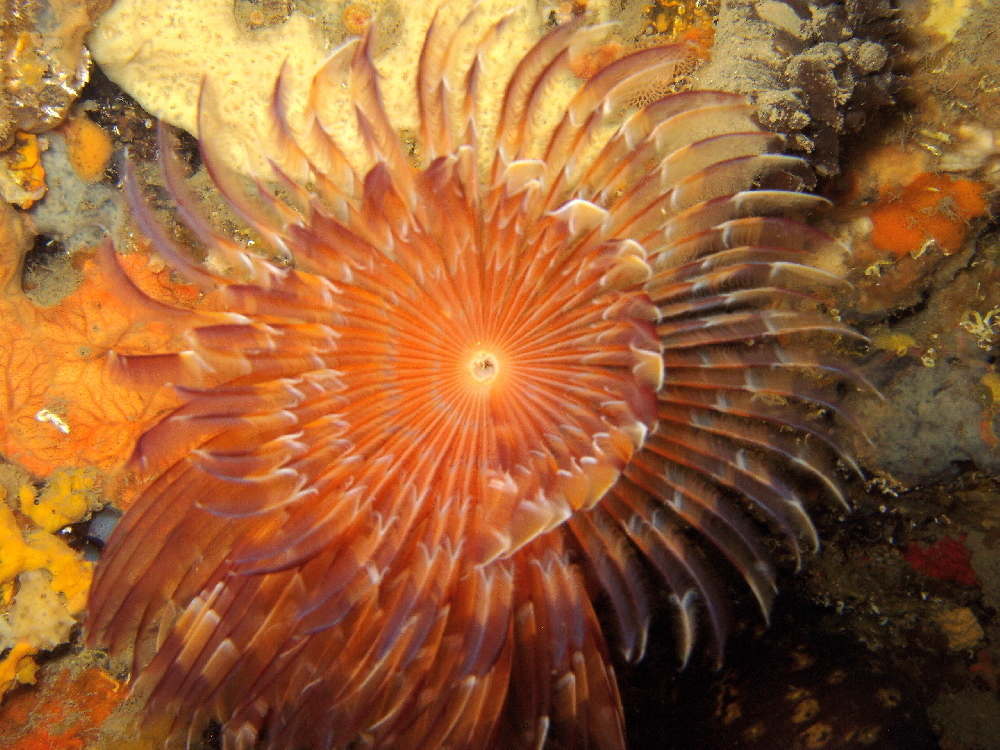 Twin Fan Worm (Marine Life of the Mediterranean) · iNaturalist
