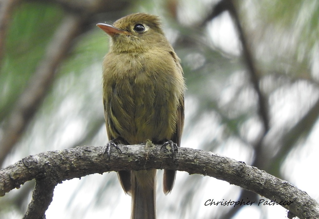 Cordilleran Flycatcher (Wildlife of Lone Mesa State Park) · iNaturalist