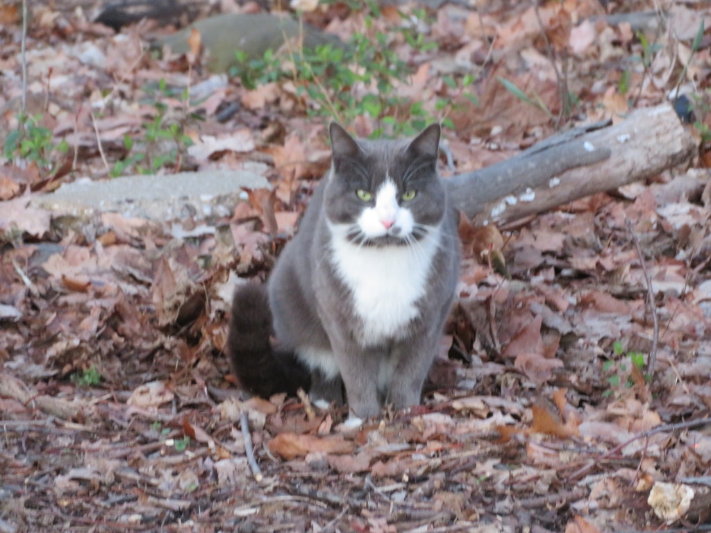 Domestic Cat from Oakland Gardens, Queens, NY 11364, USA on April 9 ...