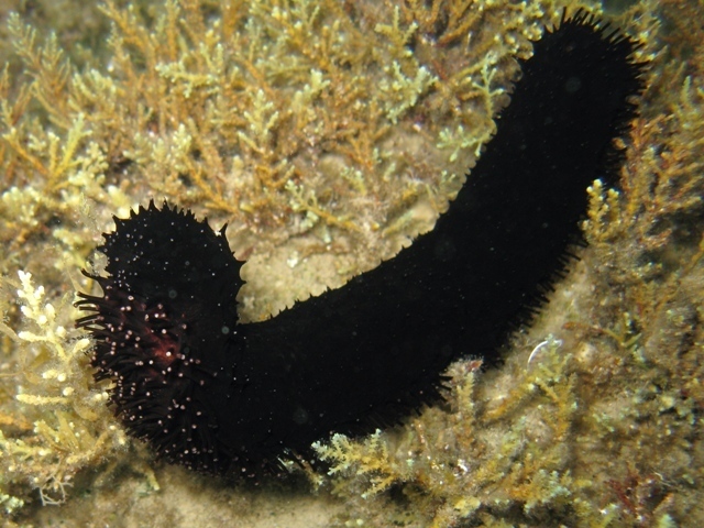 Black Sea Cucumber (Marine Life of the Mediterranean) · iNaturalist