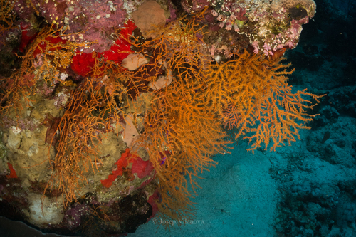 Melithaea sinaica · iNaturalist