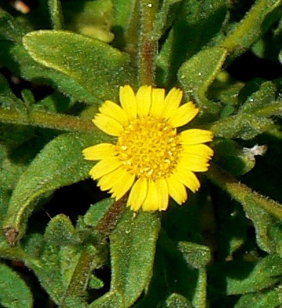 (Pulicaria microcephala) - Botanical Realm