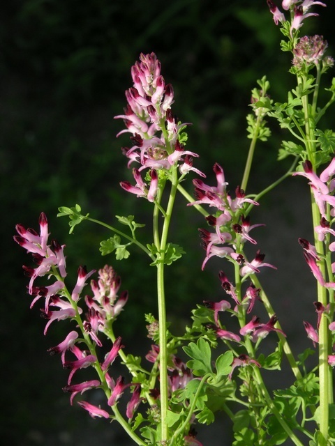 common ramping-fumitory (Species of the Helderberg Basin Area ...