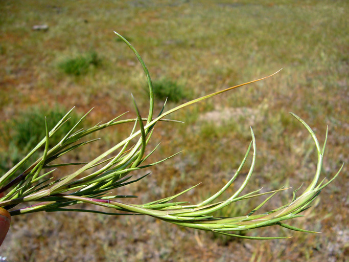 Sickle Grass (Poaceae (Grass) of the Pacific Northwest) · iNaturalist