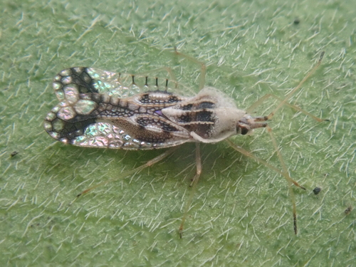 Gargaphia lunulata · iNaturalist