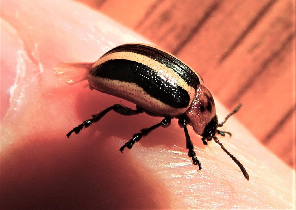 Coreopsis Beetle from Polk County, OR, USA on April 10, 2020 at 06:23 ...