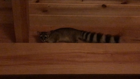 Ringtail in April 2020 by Brook · iNaturalist