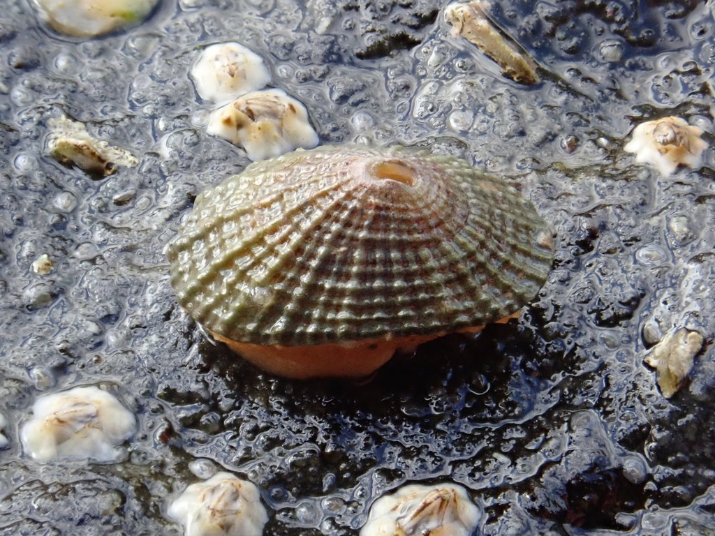 Common Keyhole Limpet (Intertidal species of NE Atlantic) · iNaturalist