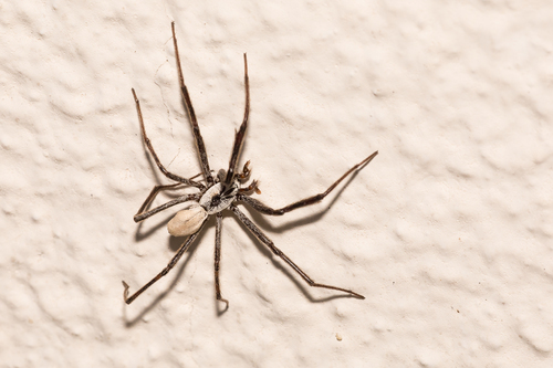 (Diguetia imperiosa)