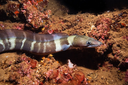 Conger Eels (Conger) - Marine Life Identification