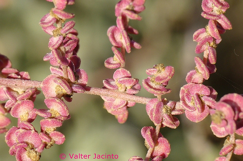 Mediterranean Saltbush (Atriplex halimus) - Botanical Realm