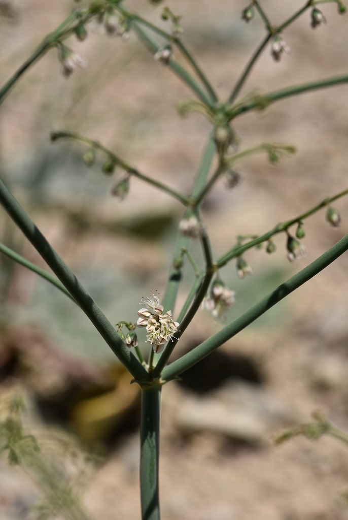 skeleton weed (Death Valley in February) · iNaturalist