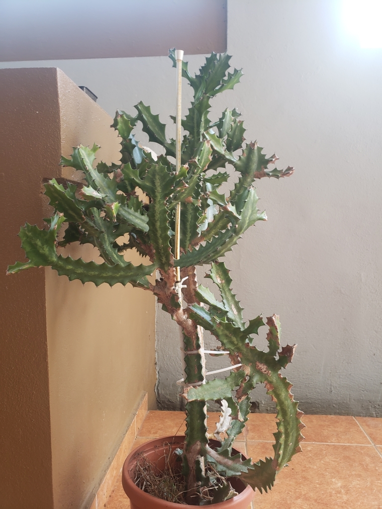Mottled Spurge from Dase Building, Guaynabo, 00969, Puerto Rico on ...