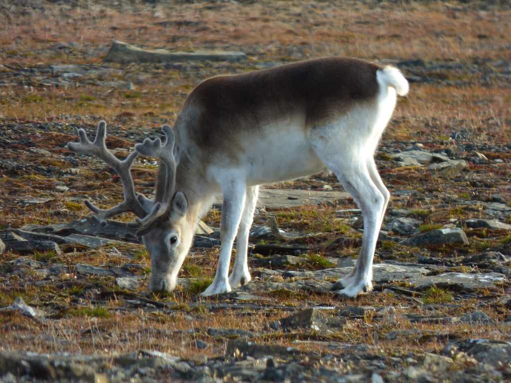 Peary Caribou (Rangifer tarandus pearyi) - Know Your Mammals