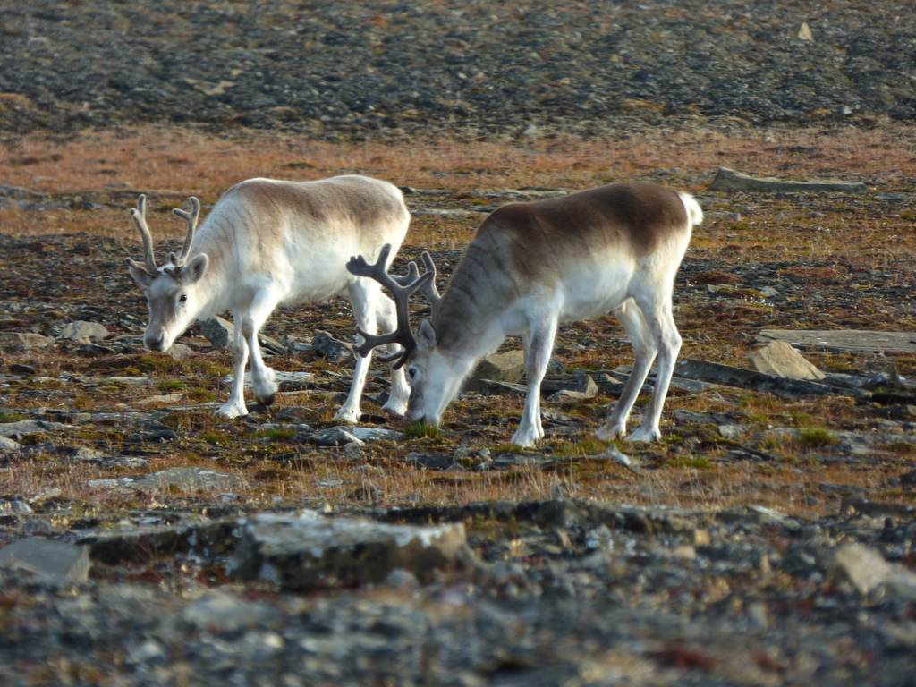 Peary Caribou (Rangifer tarandus pearyi) - Know Your Mammals