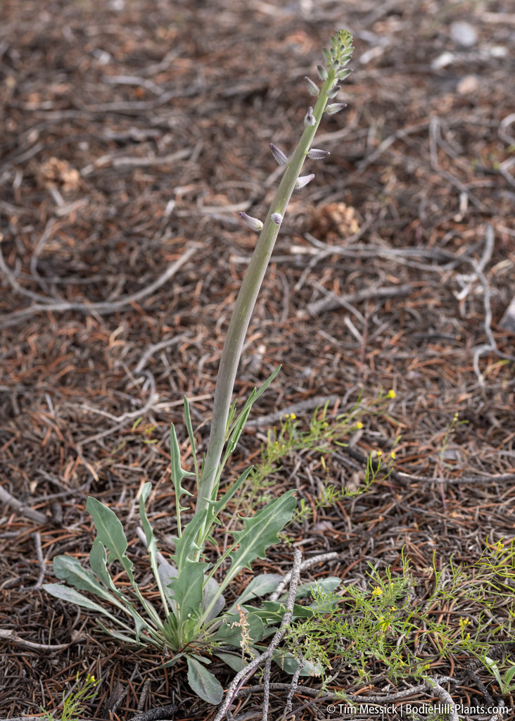Thickstem Wild Cabbage from Nye County, NV, USA on June 01, 2019 at 05: ...