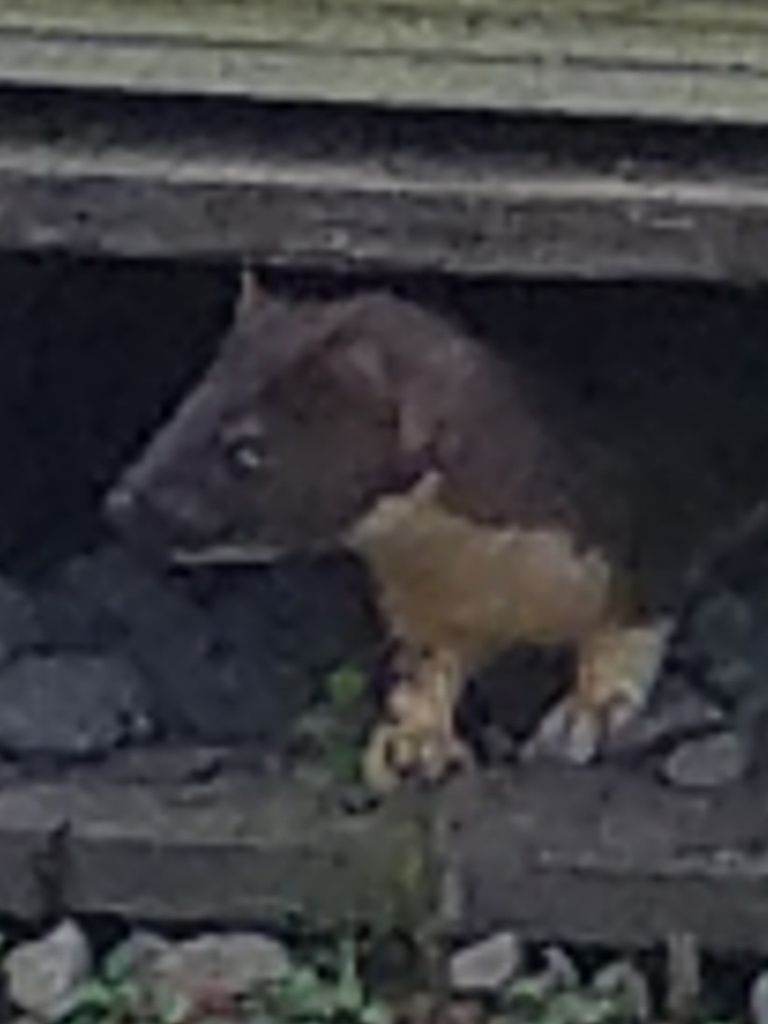 Long-tailed Weasel from Everett, WA 98208, USA on April 10, 2020 at 03: ...
