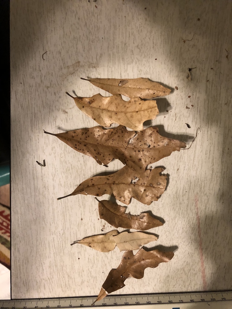 Bluff Oak from Oak Ridge Dr, Jackson, MS, US on April 11, 2020 at 12:57 ...