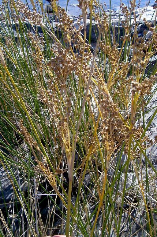 Sea Rush (Azores animals and plants) · iNaturalist