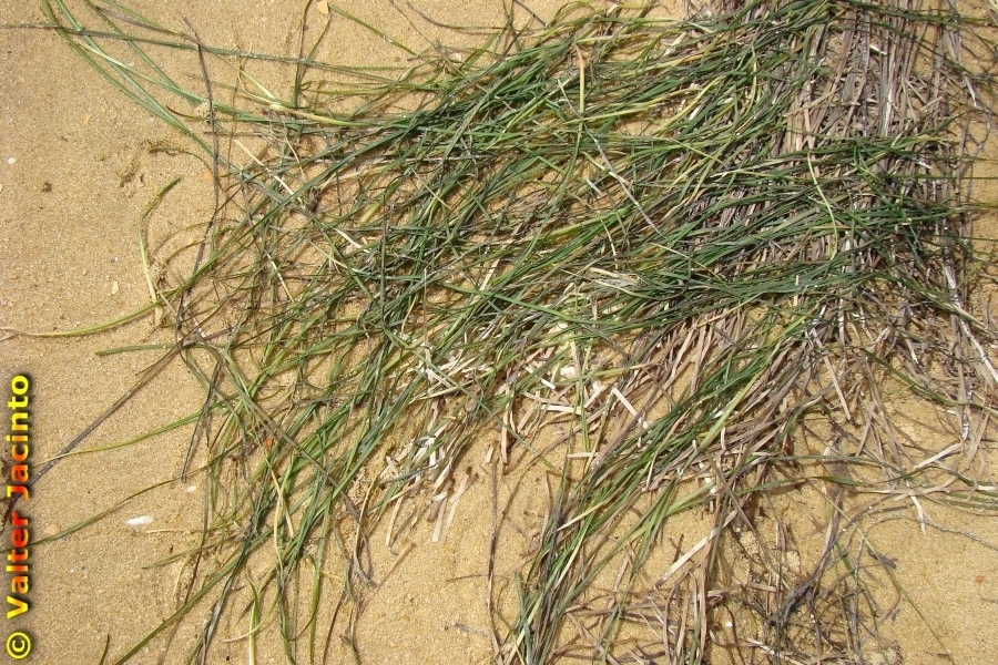 dwarf eelgrass (Zostera noltei) - Botanical Realm