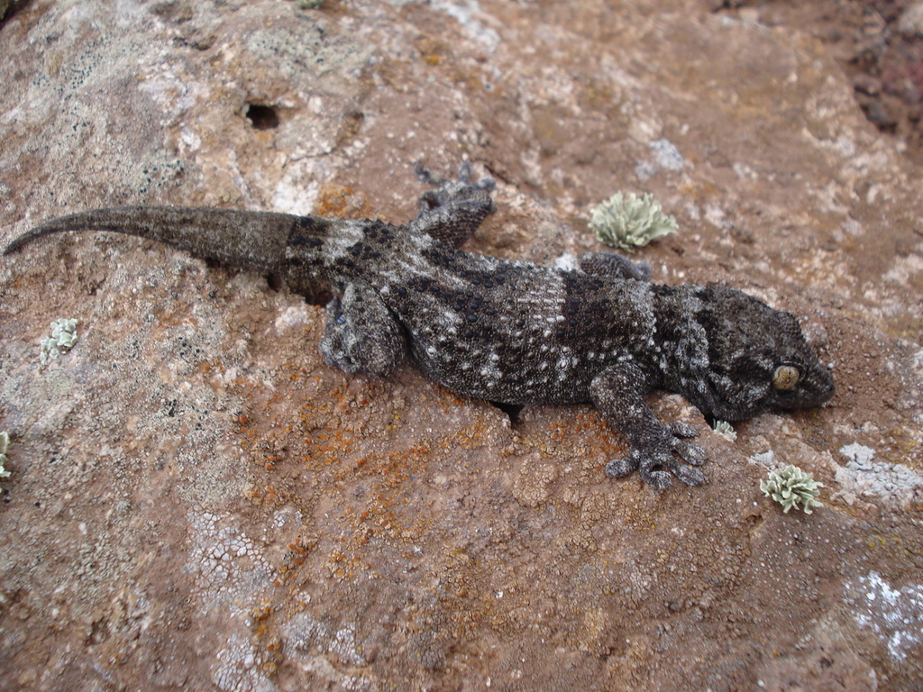 Tarentola boettgeri bischoffi (Madeira Reptilien und Amphibien ...