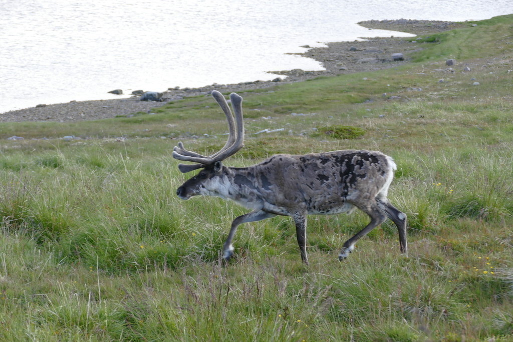Mountain Reindeer (Rangifer tarandus tarandus) - Know Your Mammals