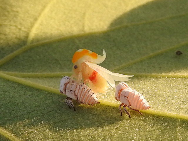 Mexican Treehopper from Solidaridad, Q.R., México on April 10, 2020 at ...