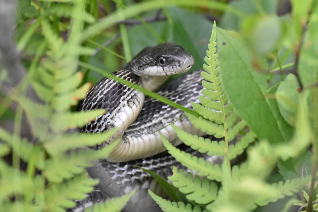 Gray Ratsnake in June 2017 by Karine Scott · iNaturalist
