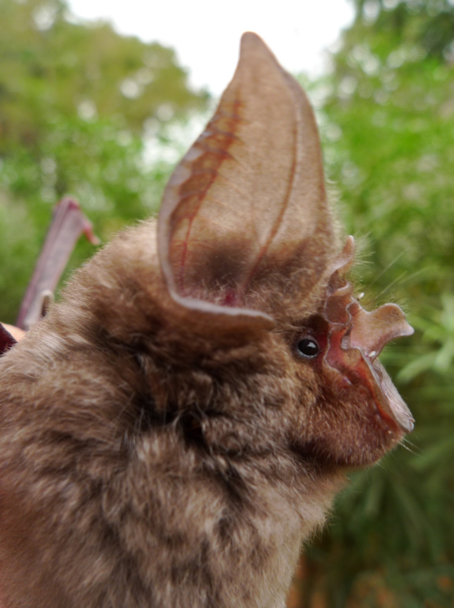 Rhinolophus fumigatus Rüppell, 1842