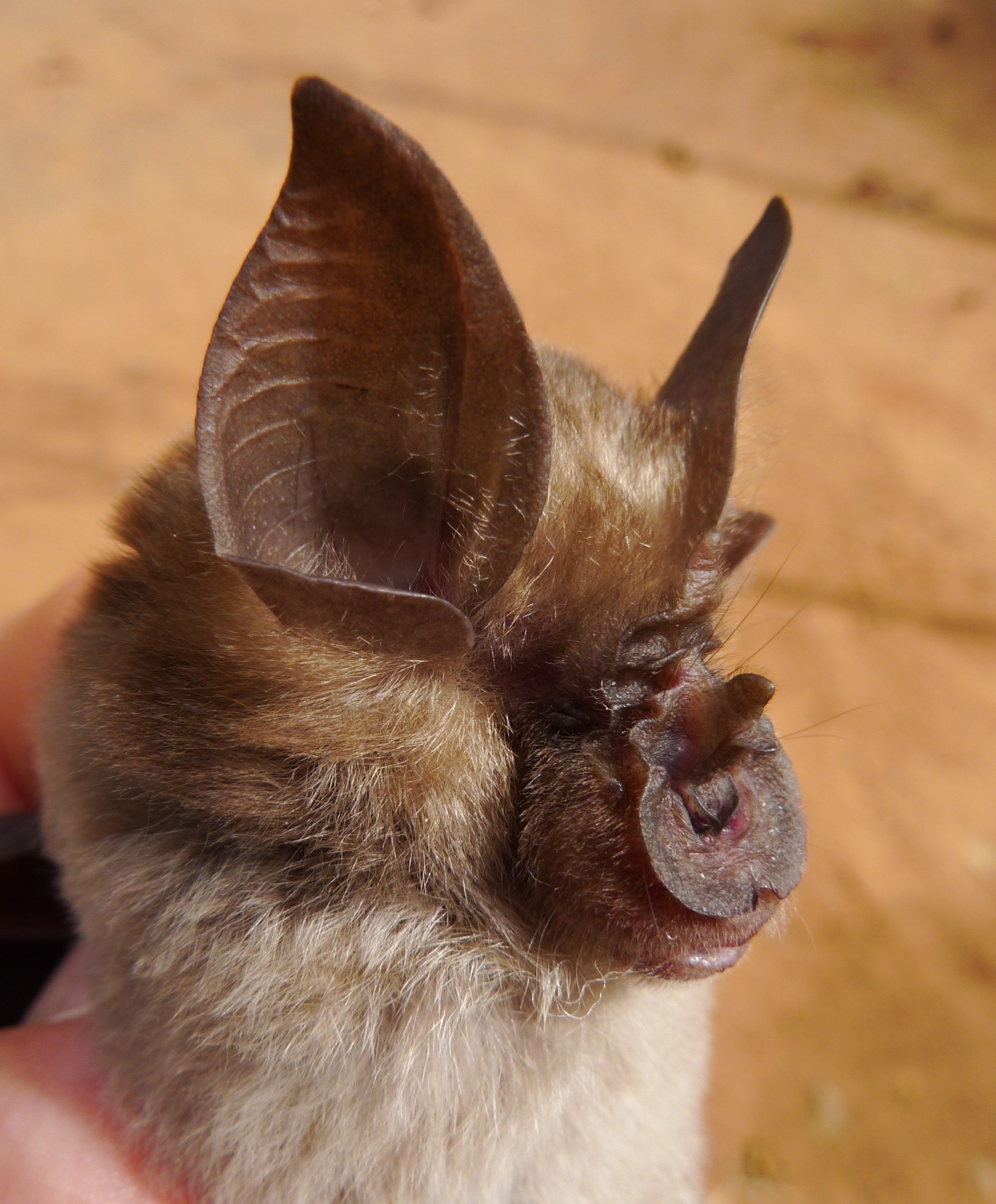 Rhinolophus landeri Martin, 1838