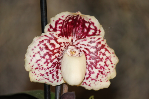 Paphiopedilum godefroyae · iNaturalist Mexico