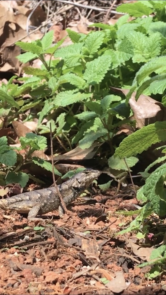 Eastern Fence Lizard in April 2020 by kclou · iNaturalist