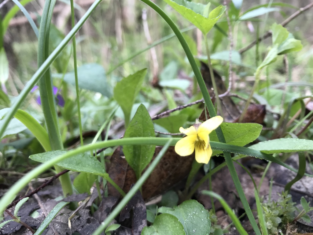 Smooth Yellow Violet from Jackson, OH, US on 11 April, 2020 at 08:41 AM ...