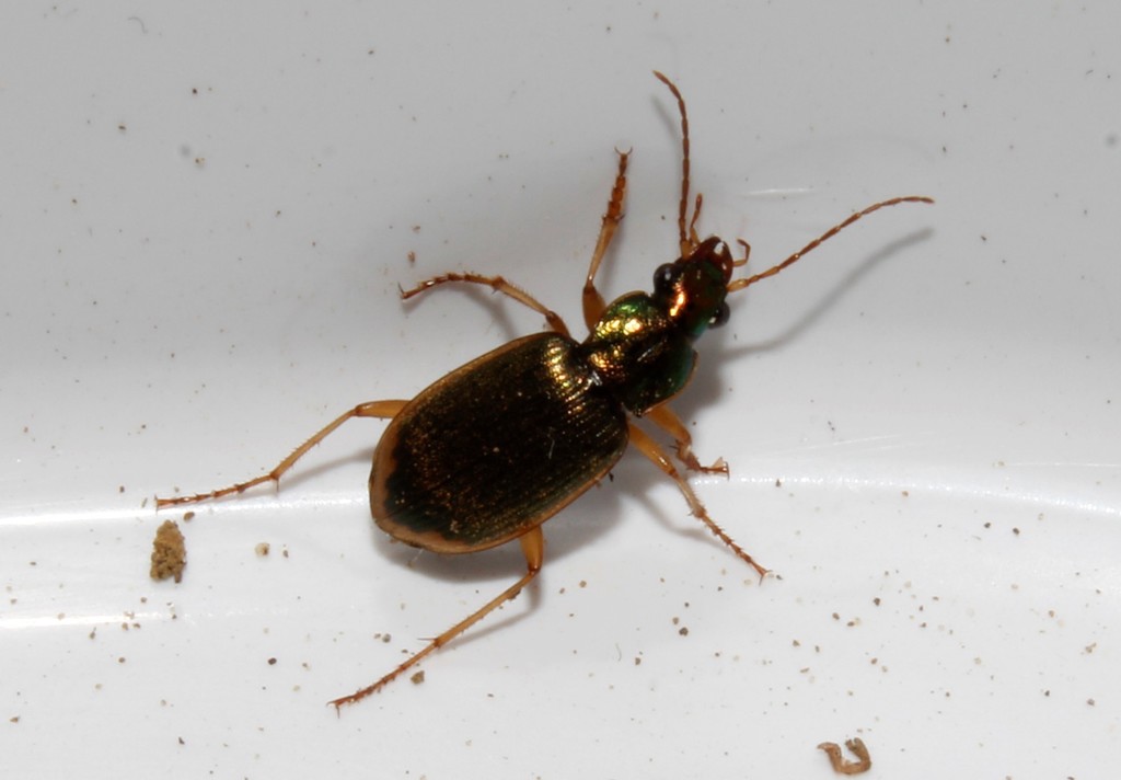 Clénie vêtu (carabidae france) · iNaturalist