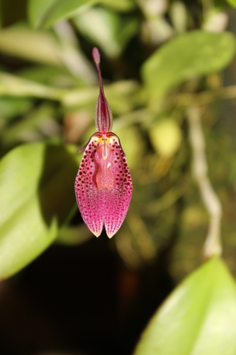 Restrepia contorta · iNaturalist