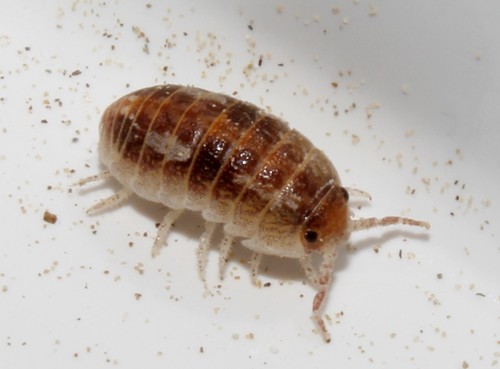 Pontic Calloused Beach Pillbug (Tylos ponticus) · iNaturalist United ...