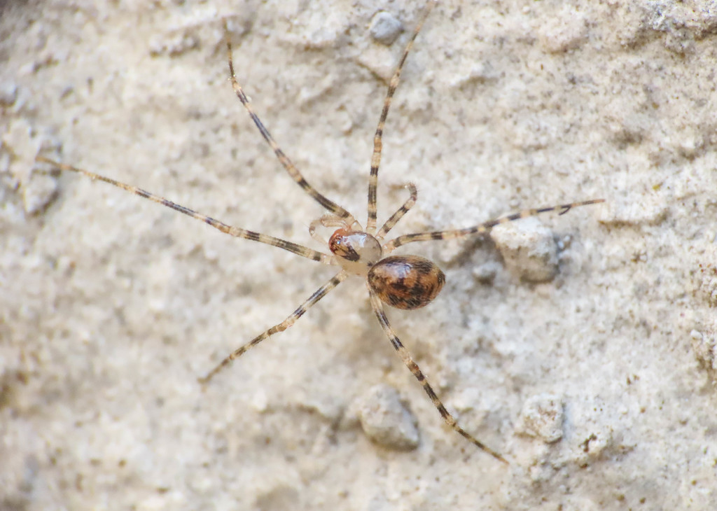 cave cobweb spiders from Bazzano (AQ) on April 11, 2020 at 01:01 PM by ...