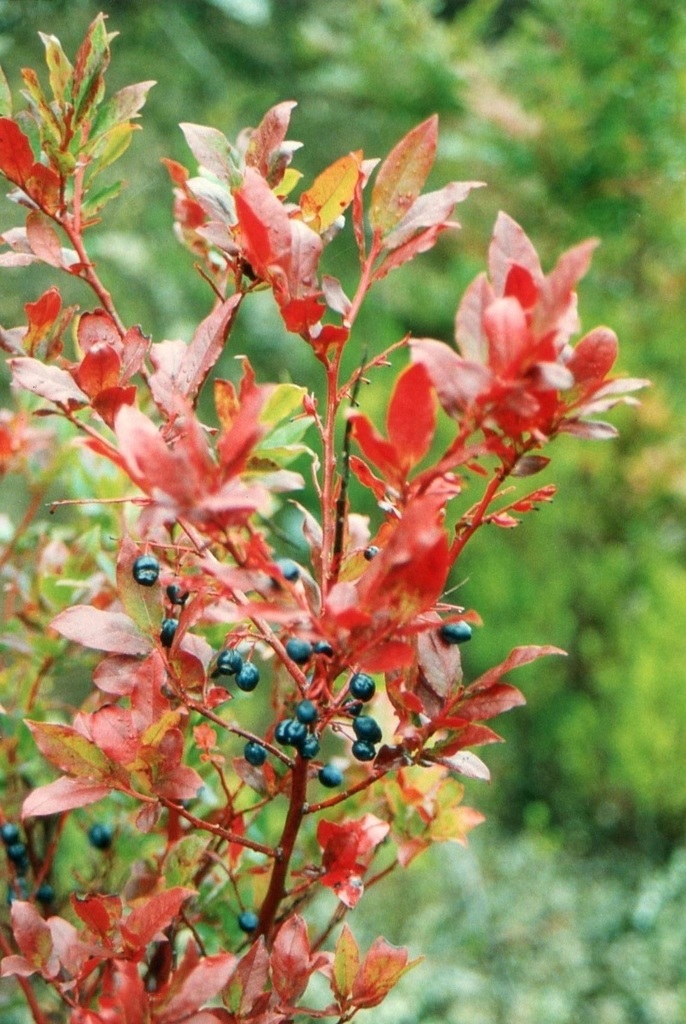 Madeira blueberry (Madeira trees and bushes) · iNaturalist