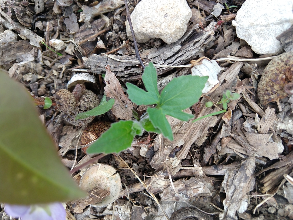 three-lobed violet from Johnson Township, MO, USA on April 11, 2020 at ...