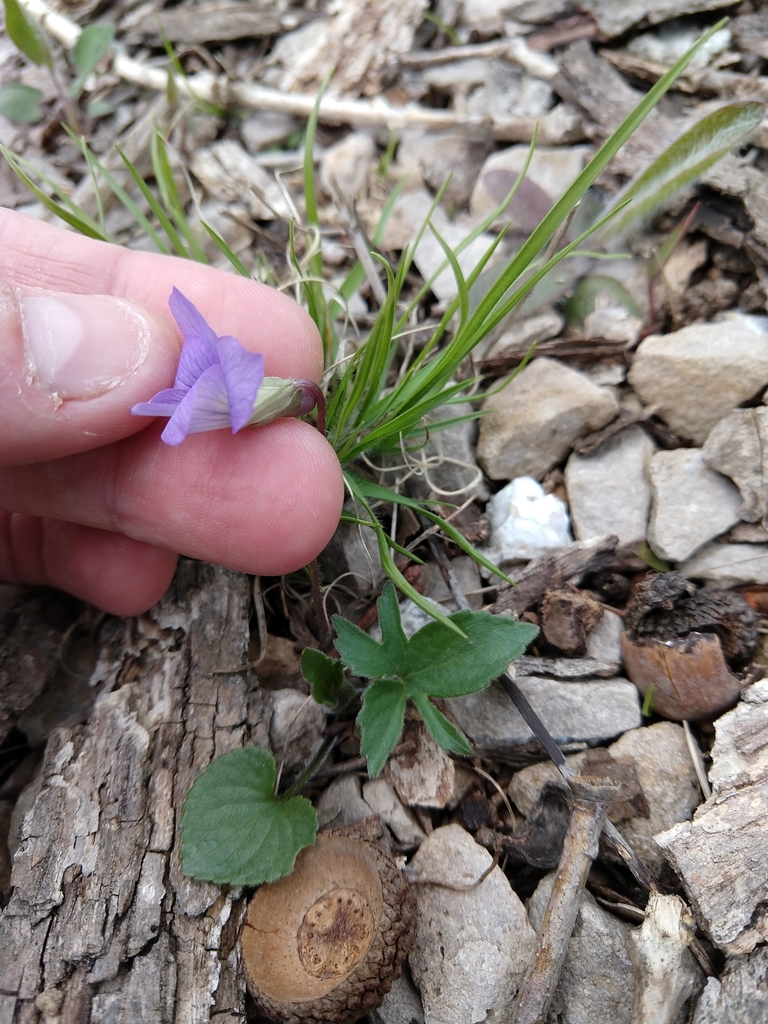 three-lobed violet from Johnson Township, MO, USA on April 11, 2020 at ...