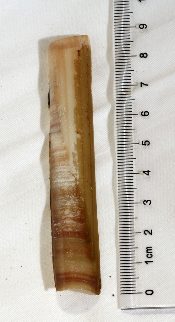 Solen gordonis (navajas del mundo) · iNaturalist