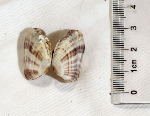 Genus Neotrapezium · iNaturalist
