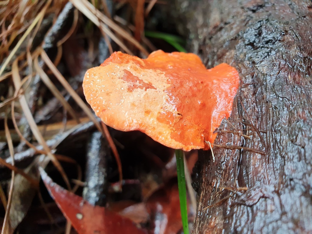 Southern Cinnabar Polypore from Mount Pleasant, Saratoga NSW 2251 ...