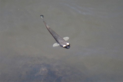 Pacific Four-eyed Fish (Anableps dowei) · iNaturalist