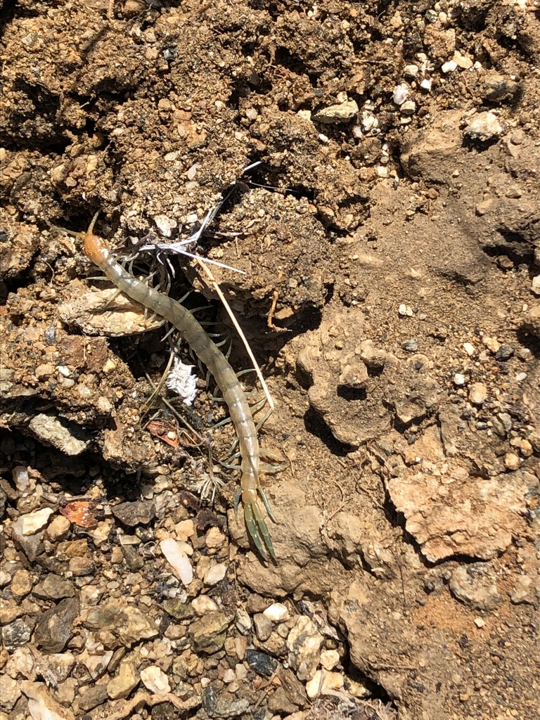 Common Desert Centipede from Santa Rosa Wilderness, La Quinta, CA, US ...